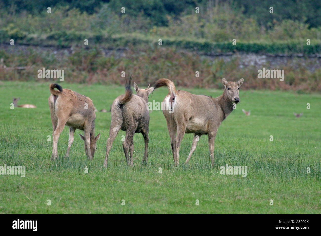 Pere davids deer Elaphurus davidianus hinds grazing bv Stock Photo - Alamy