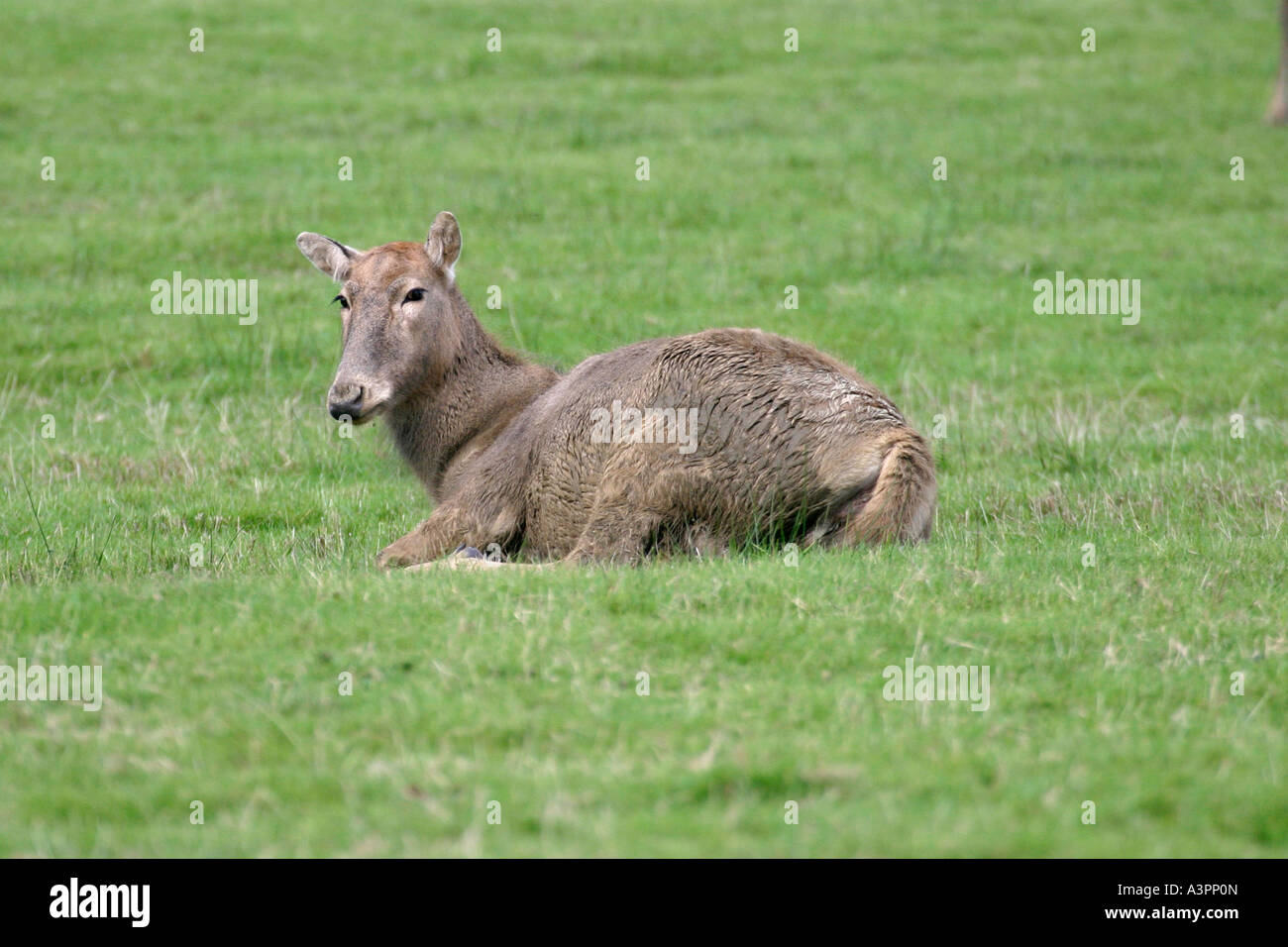 Pere davids deer Elaphurus davidianus hind resting on grass sv Stock ...