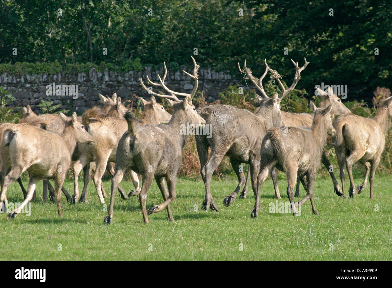 Pere davids deer Elaphurus davidianus herd running sv Stock Photo - Alamy