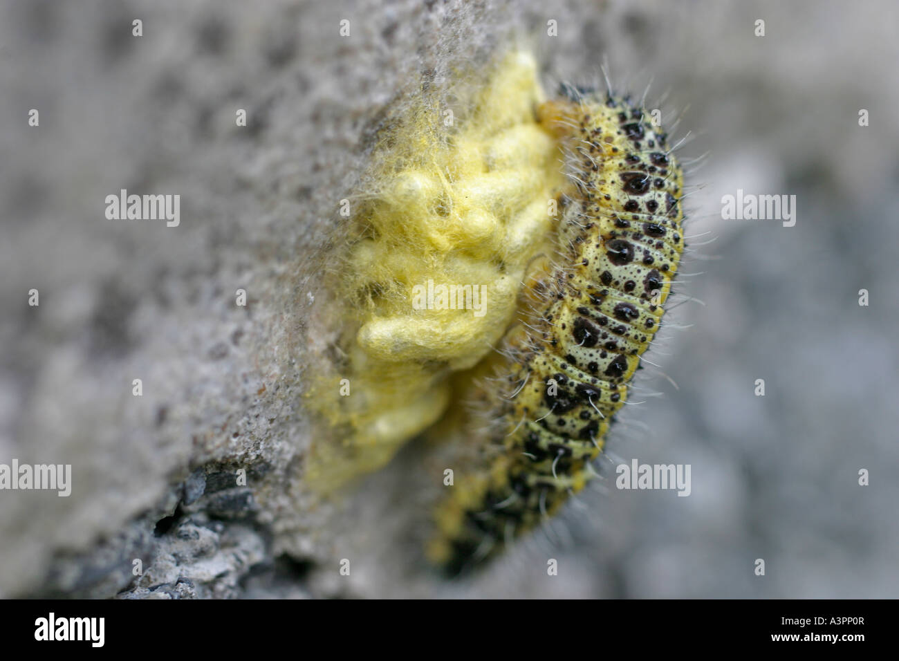 Large white Pieris brassicae parasitised by icneuman fly Stock Photo ...