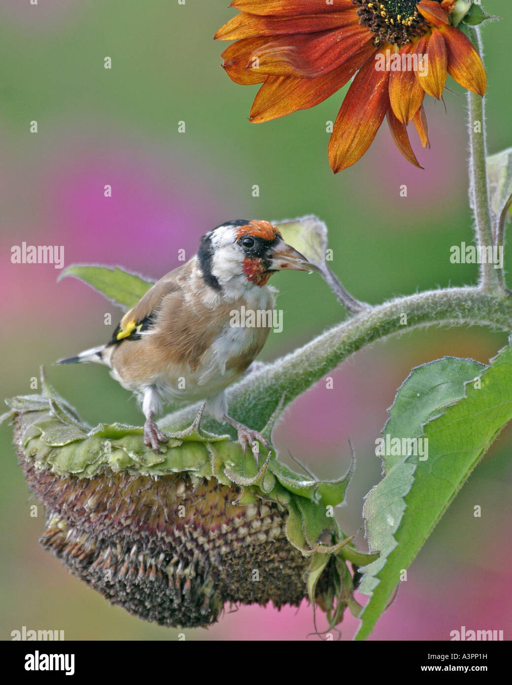 Goldfinch Carduelis carduelis on sunflower head fv Stock Photo - Alamy