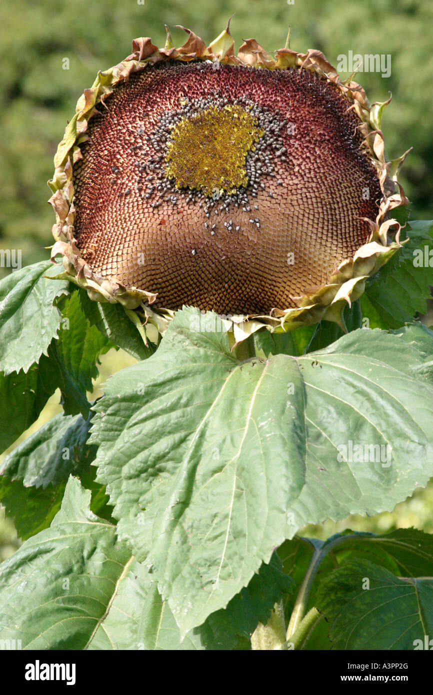 Mature sunflower seed head hi-res stock photography and images - Alamy