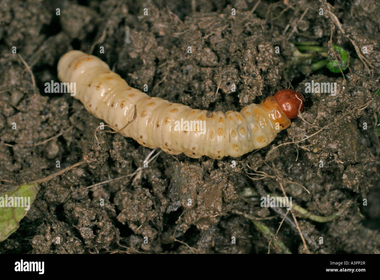 Lupilina hi-res stock photography and images - Alamy