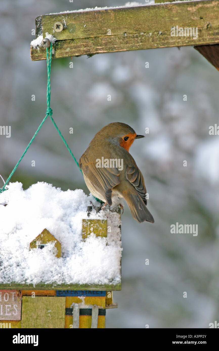 Robin Erithracus rubecula on bird table in snow back view Stock Photo ...