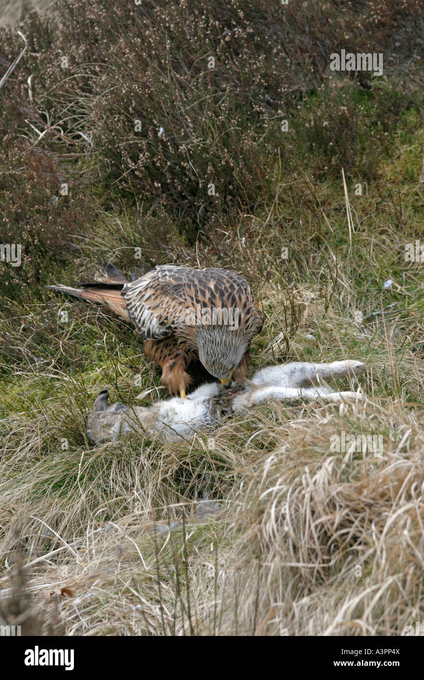 Red Kite Milvus milvus eating rabbit amongst heather fv Stock Photo - Alamy