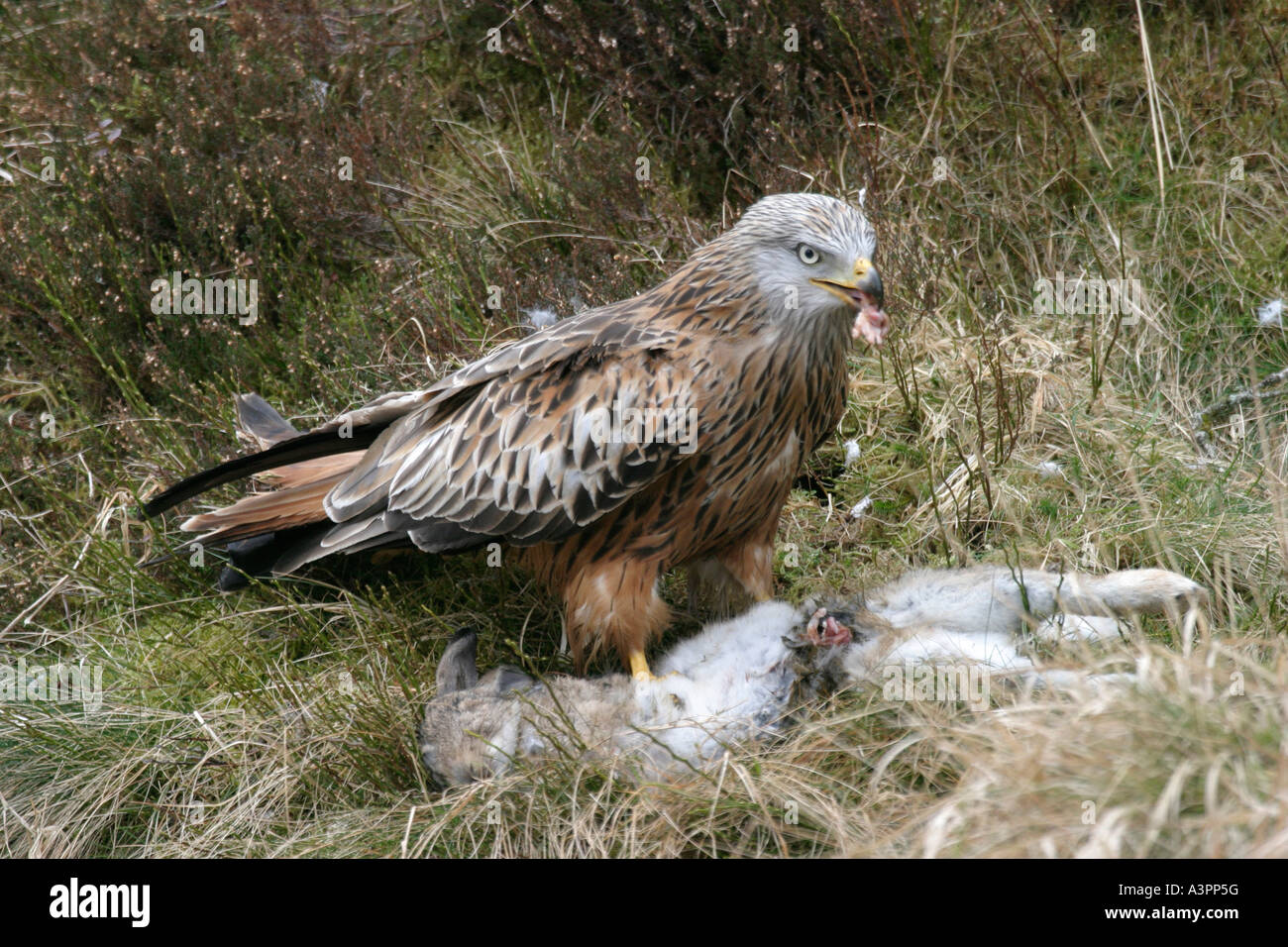 Red kite Milvus milvus eating rabbit amongst heather sv cu Stock Photo ...