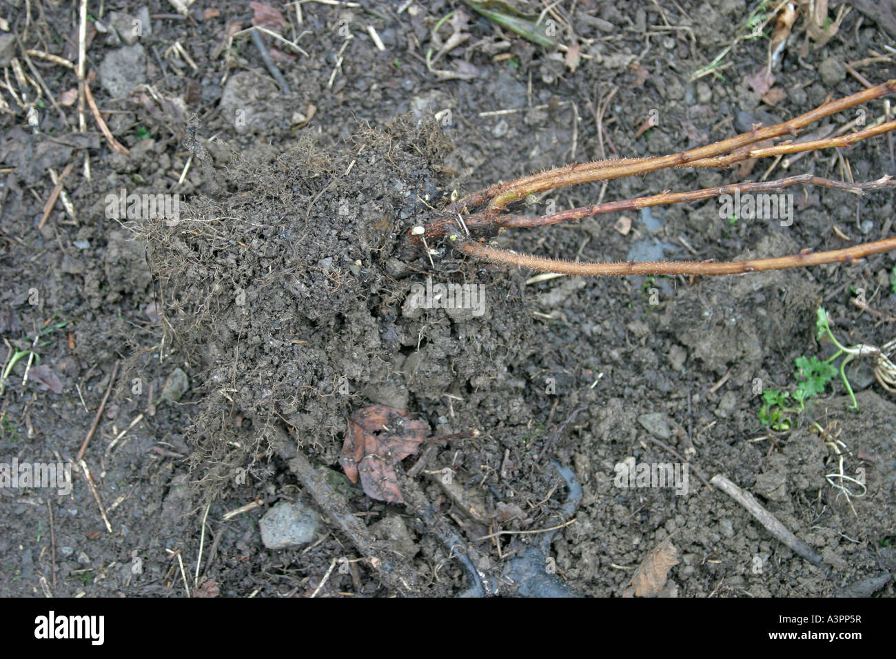 Raspberry canes showing bud formation and healthy root system Stock ...