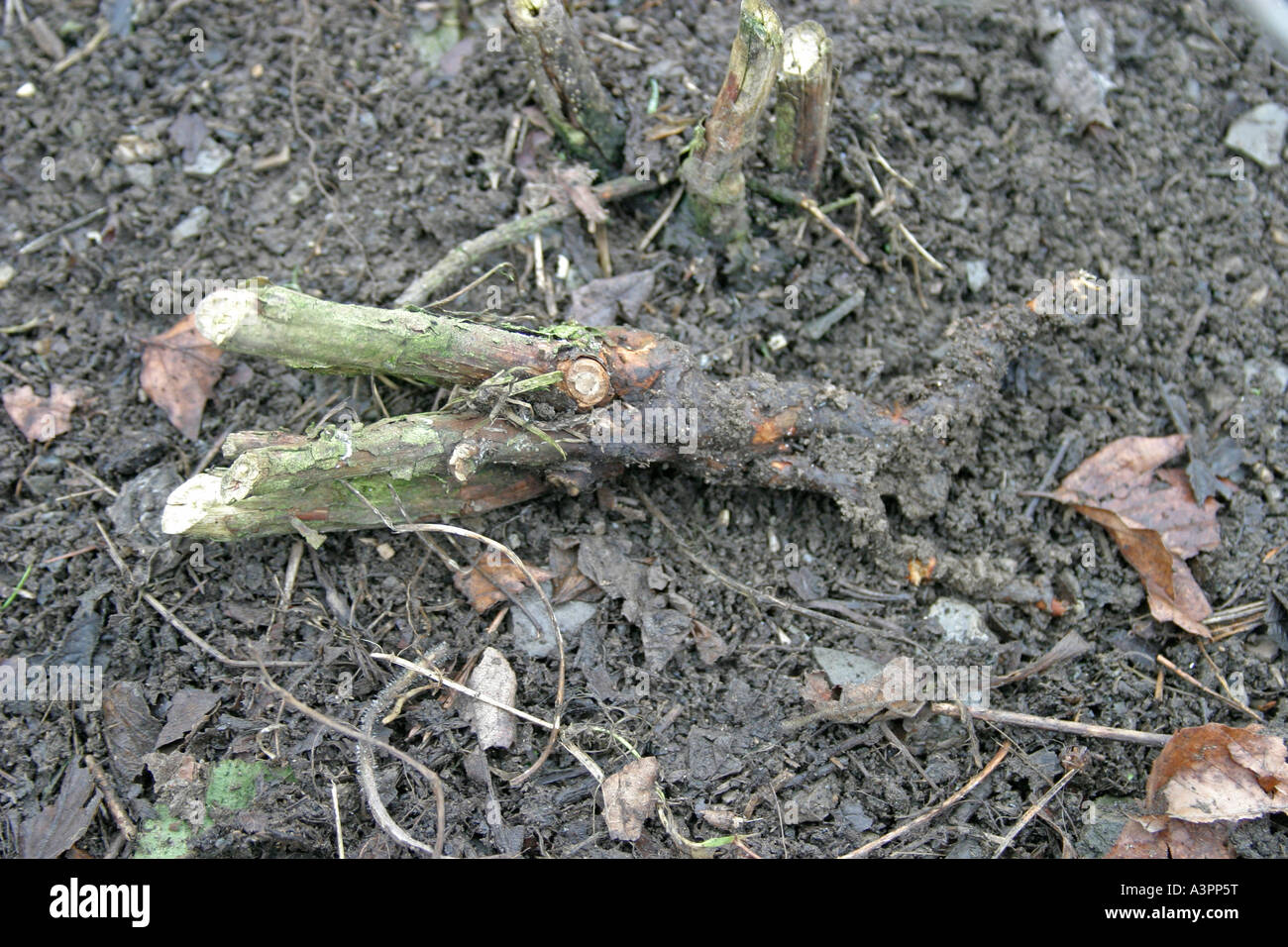 root death in raspberry cane probably caused by honey fungus Stock ...