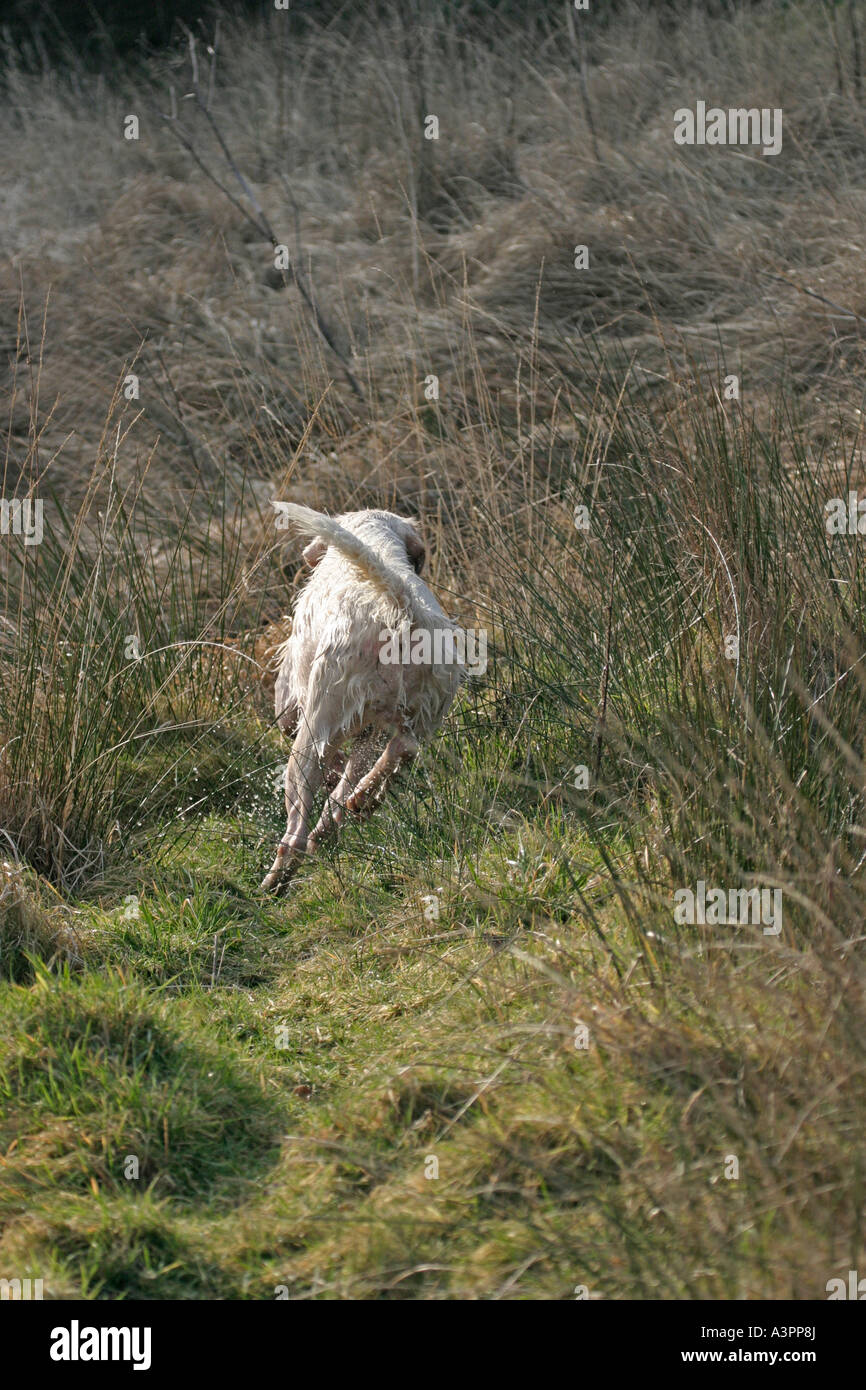 Foxhound running through rough grass bv Stock Photo - Alamy