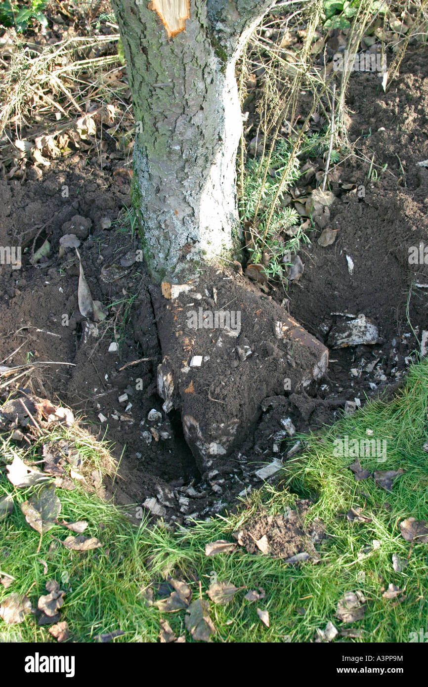 Apple tree roots hi-res stock photography and images - Alamy