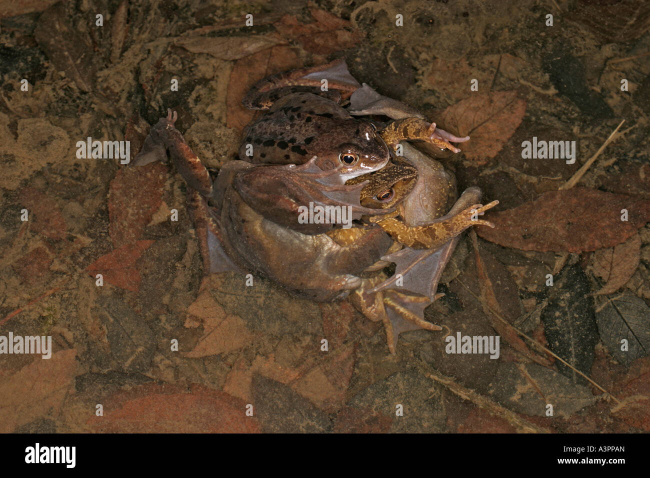 Common frog Rana temporaria males in mating ball Stock Photo - Alamy