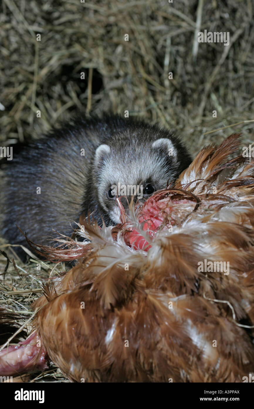 Polecat eating hi-res stock photography and images - Alamy