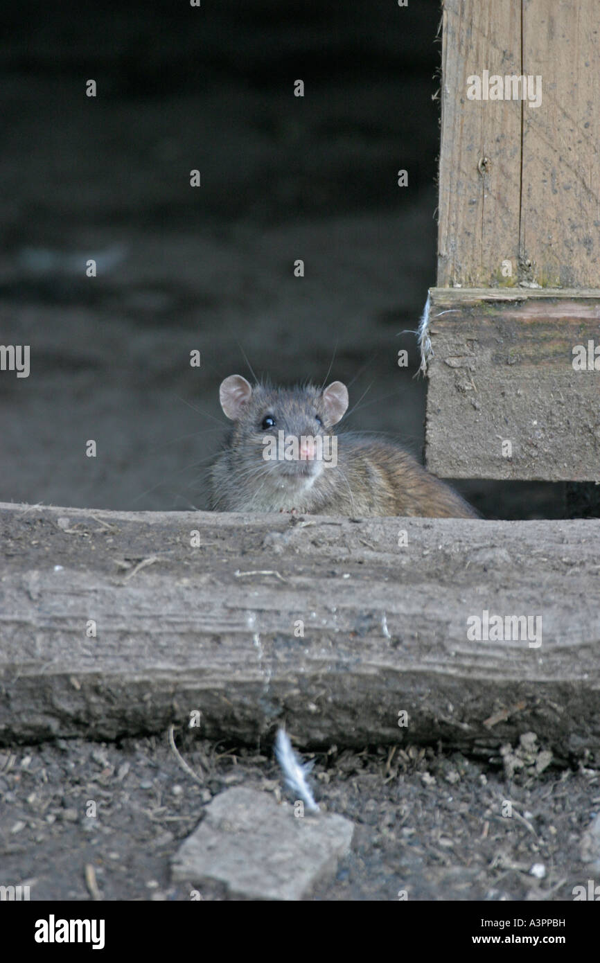 Brown rat Rattus norvegicus looking out of barn door fv Stock Photo - Alamy