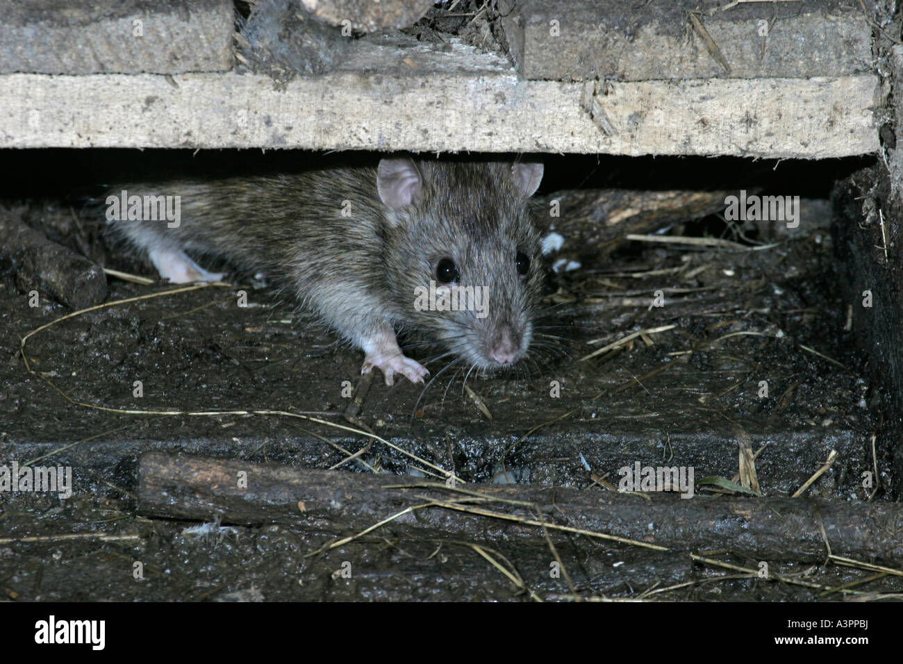 Brown rat Rattus norvegicus coming out from under pallet fv Stock Photo ...