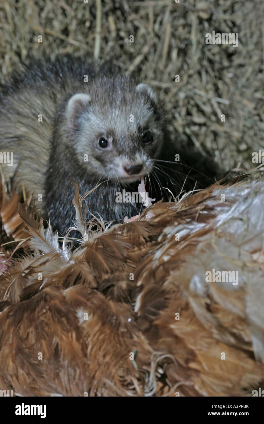 Polecat eating hi-res stock photography and images - Alamy