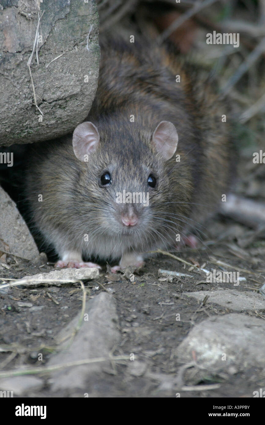 brown rat Rattus norvegicus coming out of hole fv cu Stock Photo - Alamy