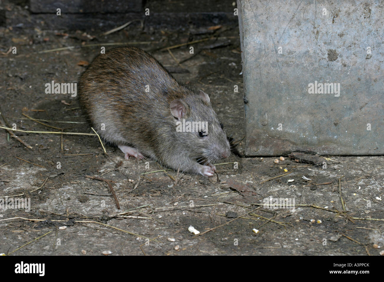 Brown rat Rattus norvegicus eating spilled chicken food fv Stock Photo ...