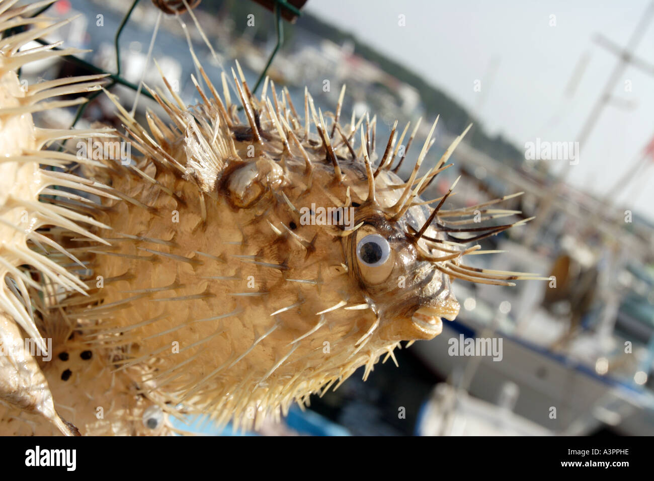 europe croatia istria a stall selling puffa fish Stock Photo - Alamy