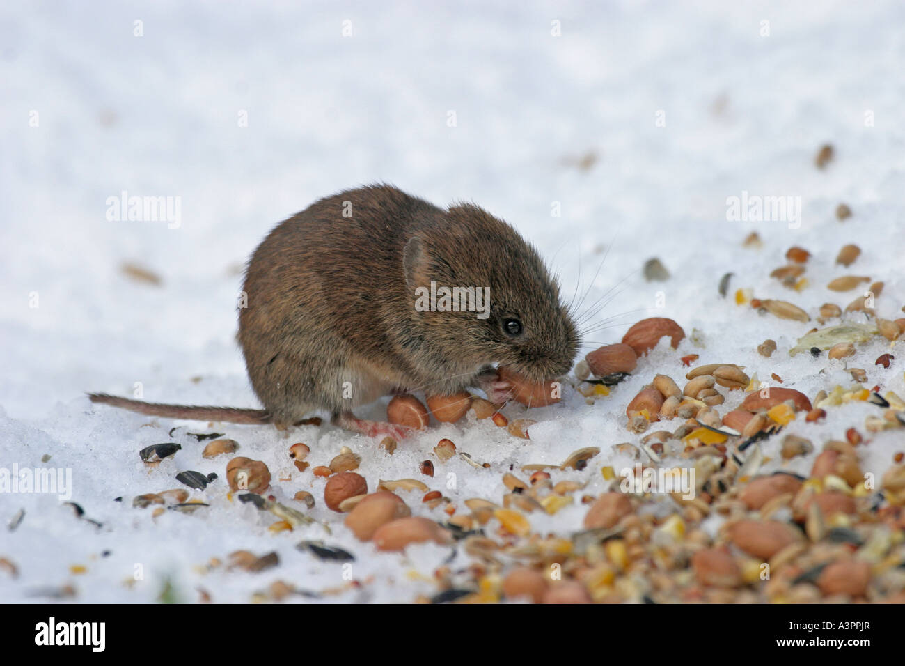 Bank vole Clethrionomys glareolus eating bird seed in snow sv Stock ...