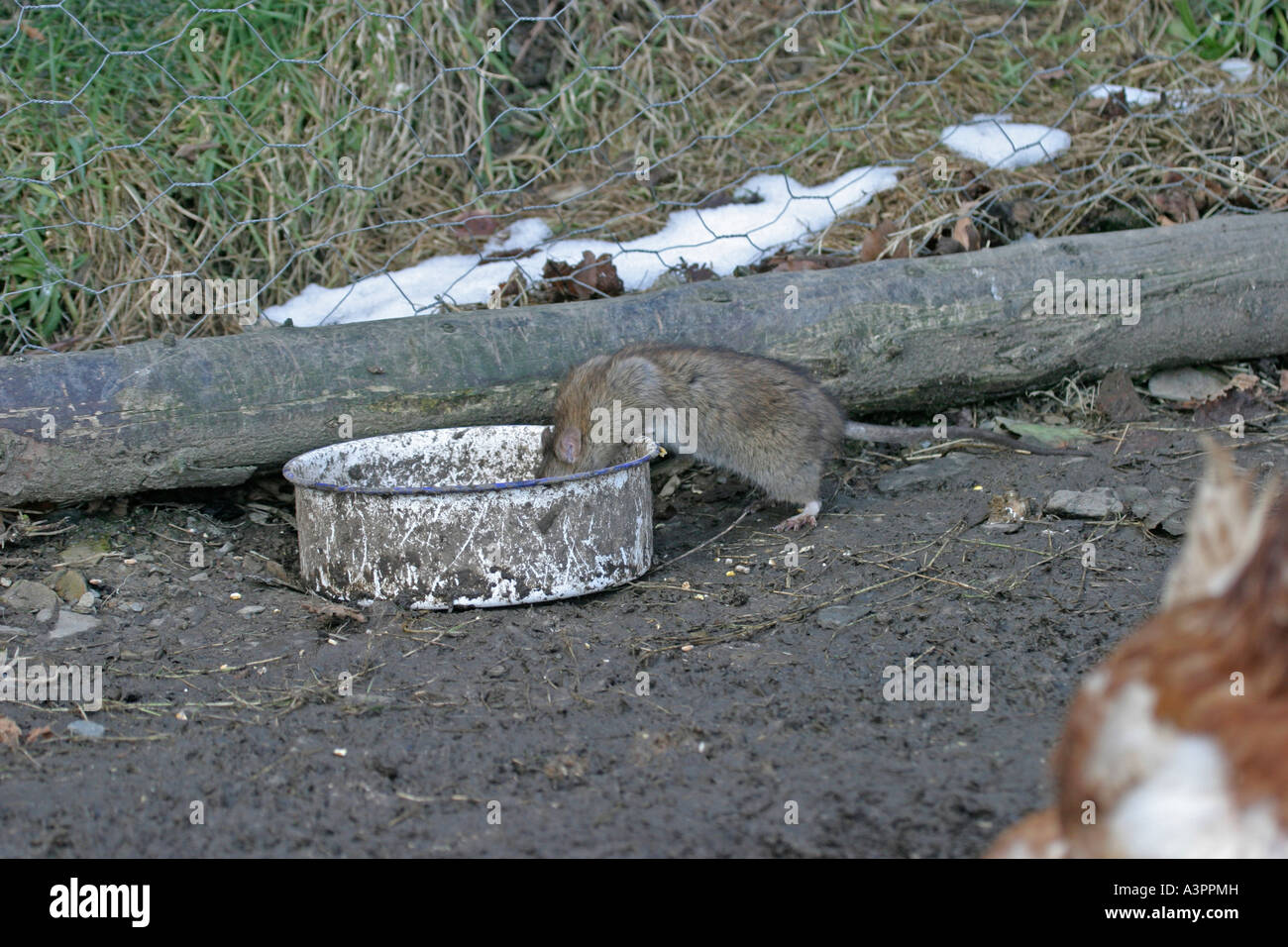 Brown rat Rattus norvegicus eating chicken food sv Stock Photo - Alamy