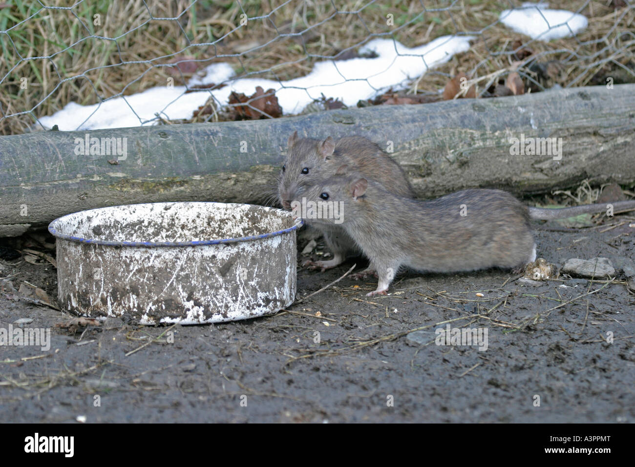 Brown rat Rattus norvegicus pair eating chicken food sv Stock Photo - Alamy