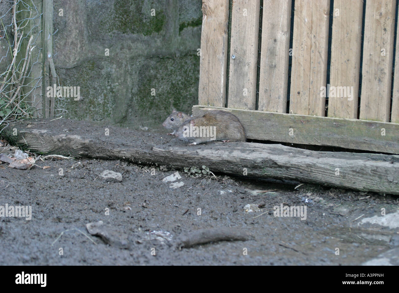 Brown rat Rattus norvegicus pair looking out of barn sv Stock Photo - Alamy