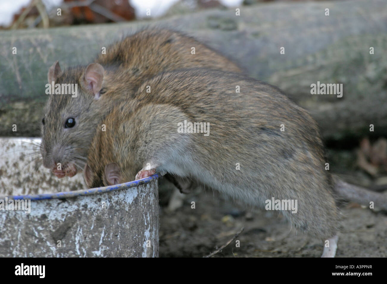 Brown rat Rattus norvegicus pair eating chicken food sv Stock Photo - Alamy