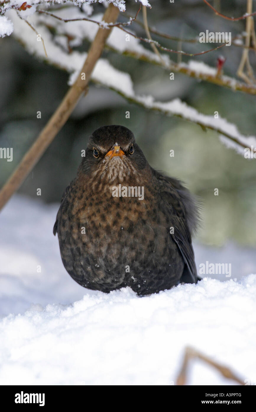 Blackbird Turdus merula female in snow fv Stock Photo - Alamy