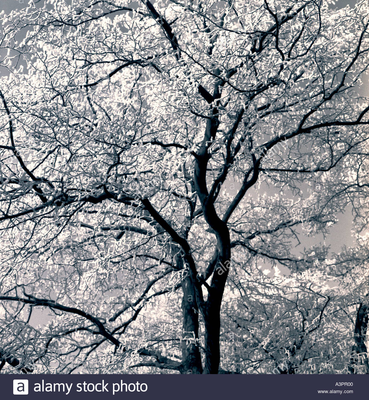Tree with frosted braches Stock Photo - Alamy