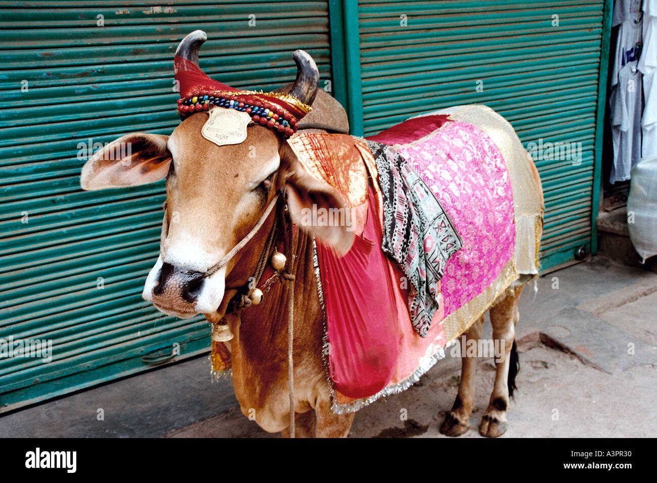 Holy cow Paharganj New Delhi Stock Photo - Alamy