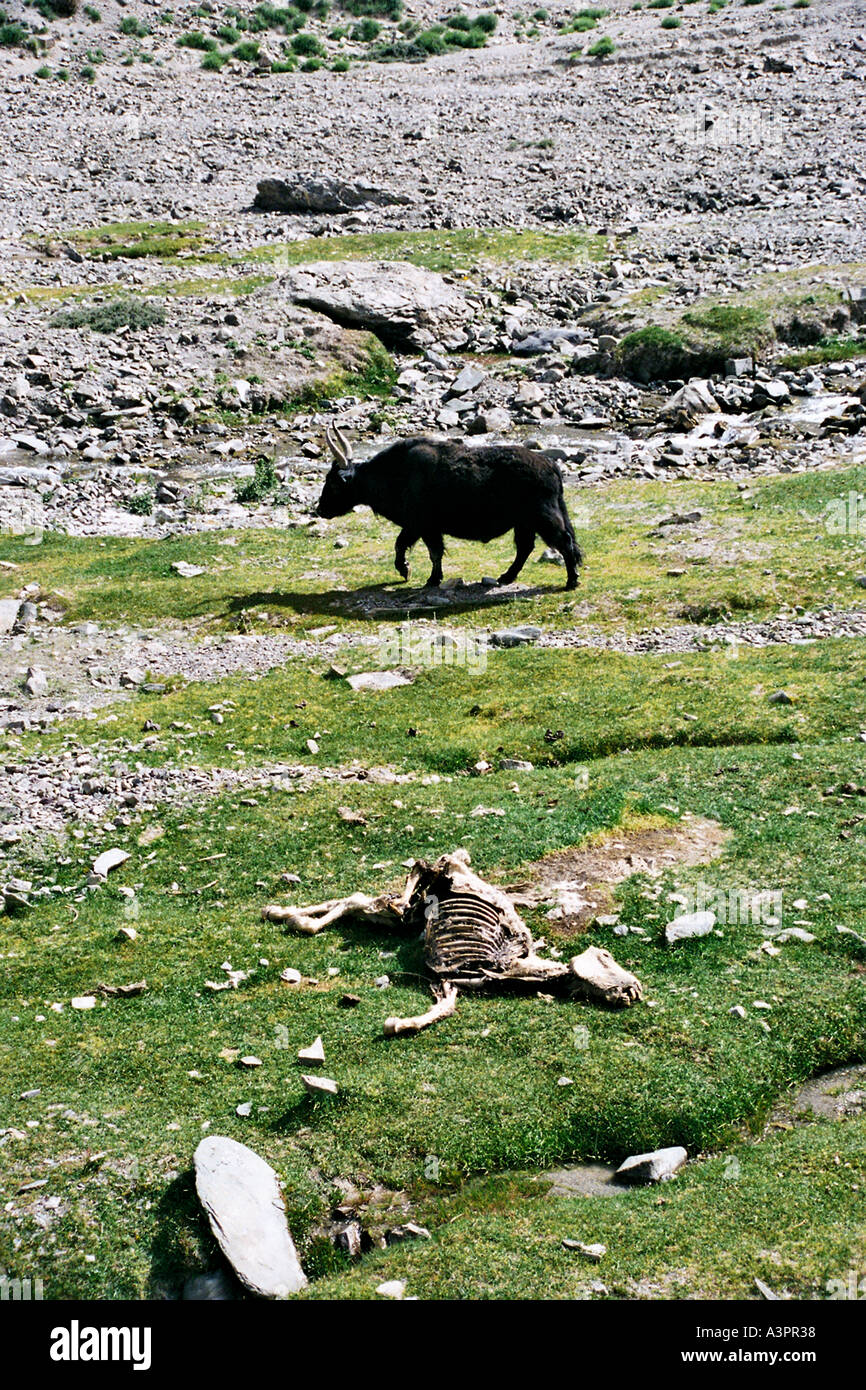 A Zho or Zo a hybrid between a male yak and a female domestic cow ...