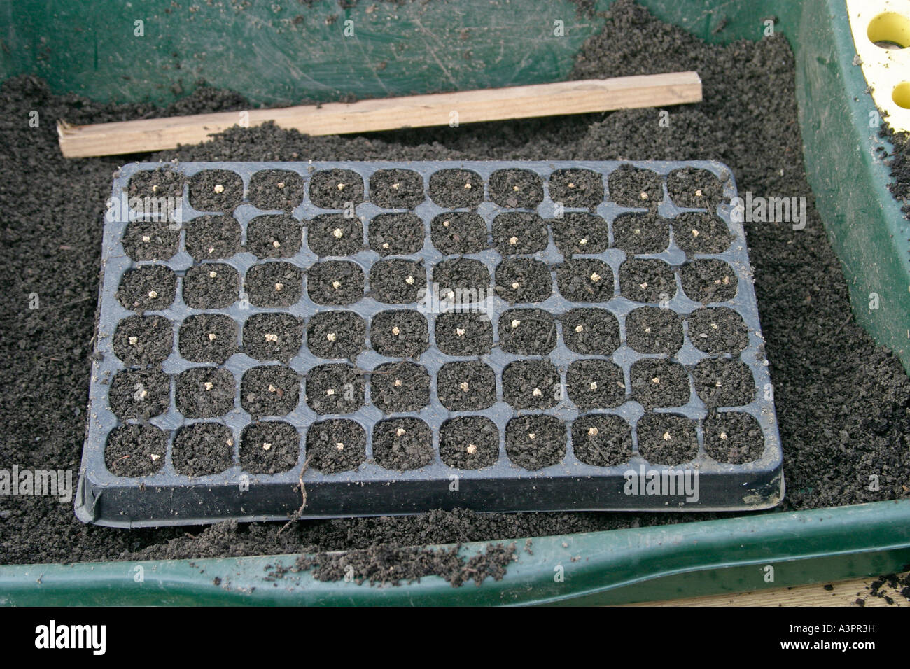 Planting beetroot seed step 4 place a single seed in each cell Stock ...
