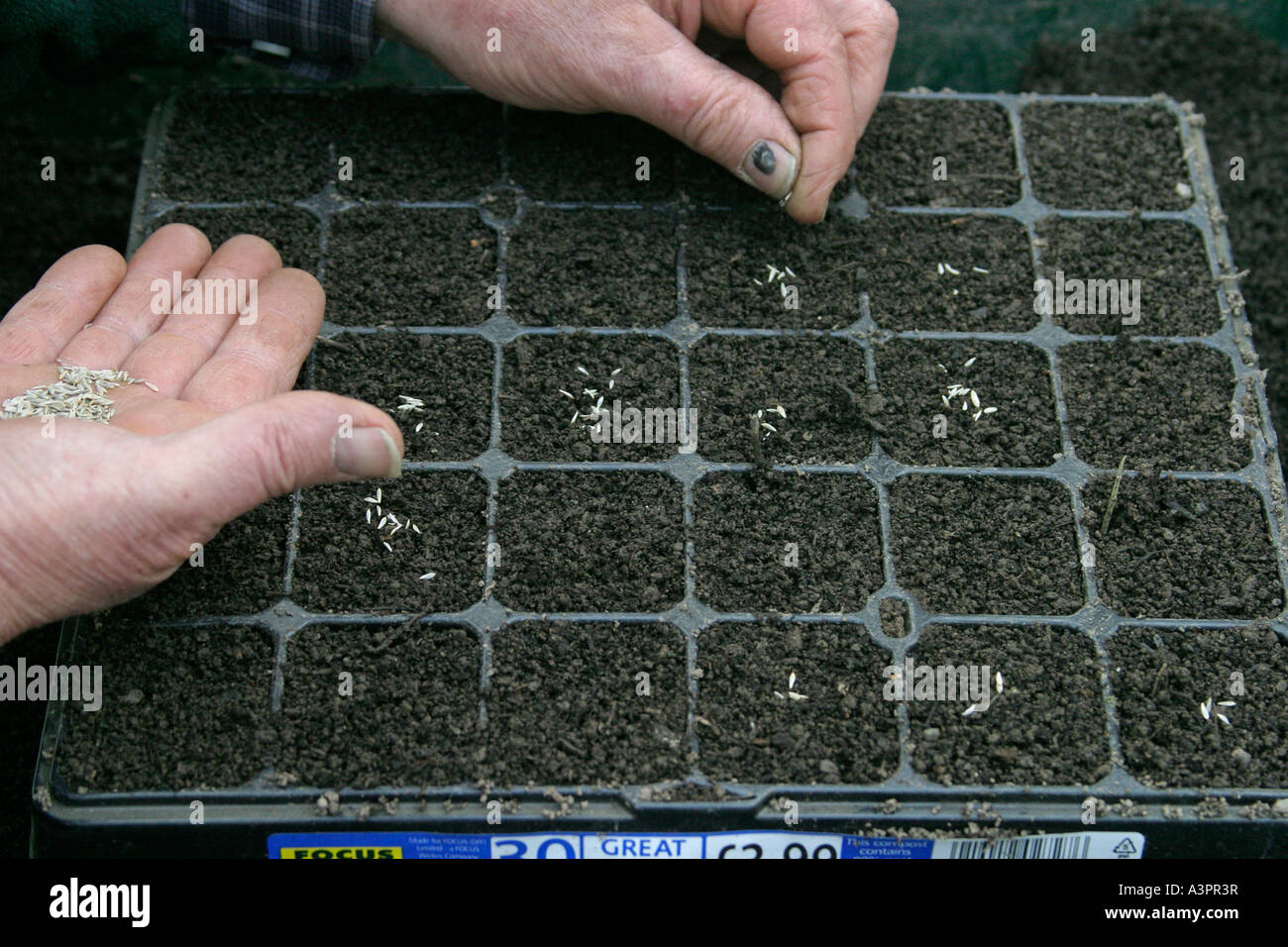 sowing lettuce seeds sprinkle a few seeds into each cell Stock Photo ...