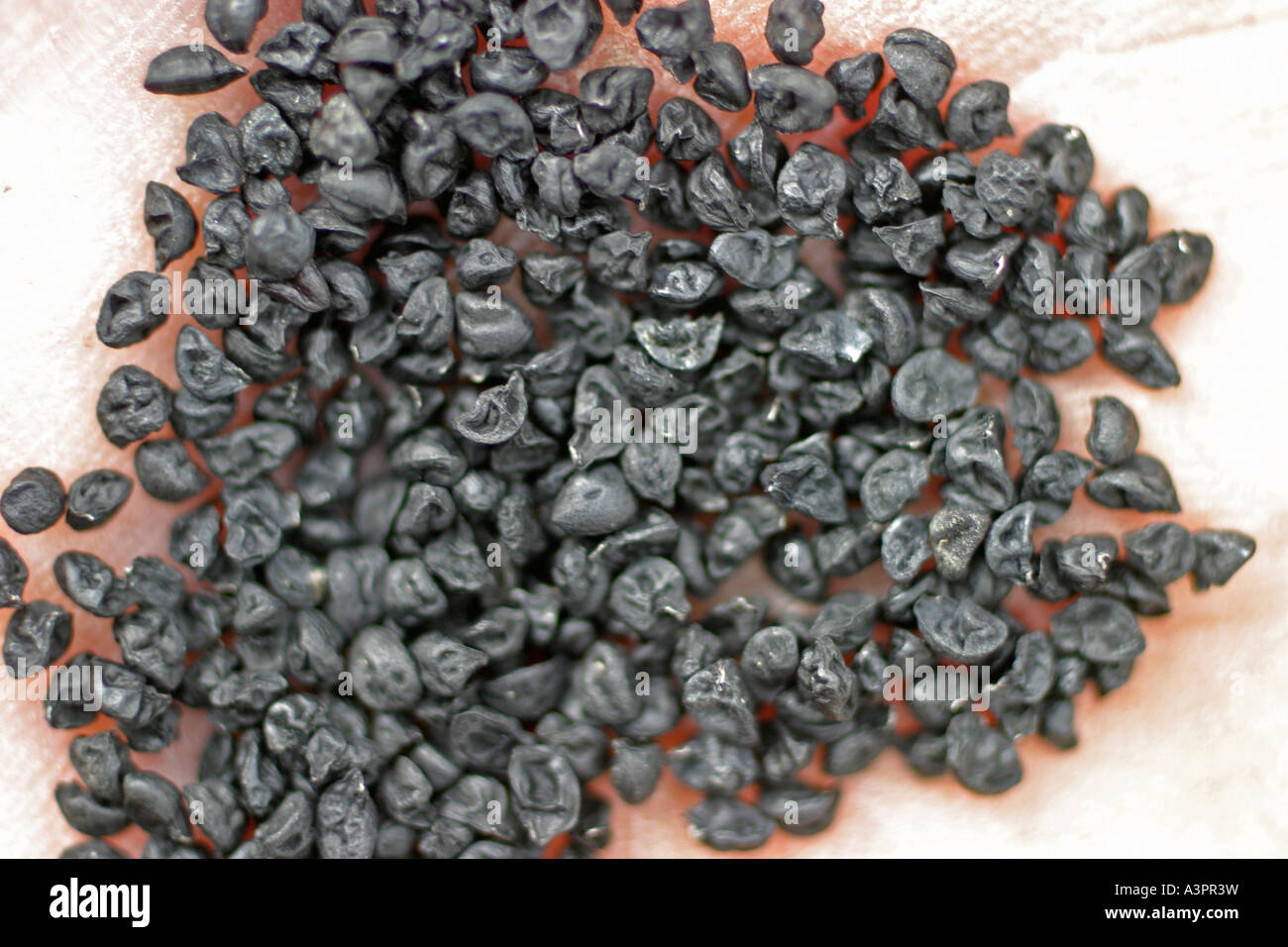 Leek seeds close up of seeds Stock Photo - Alamy