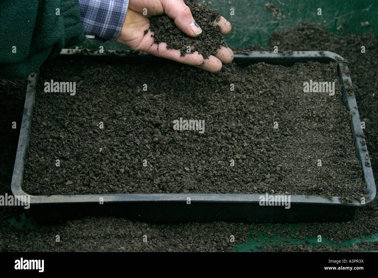 sowing leek seeds cover seeds with soil compost mix Stock Photo - Alamy
