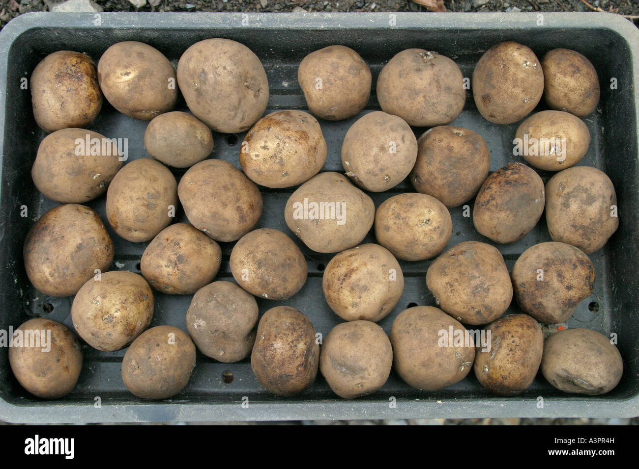 chitting potatoes place rocket potatoes in tray to chit Stock Photo - Alamy