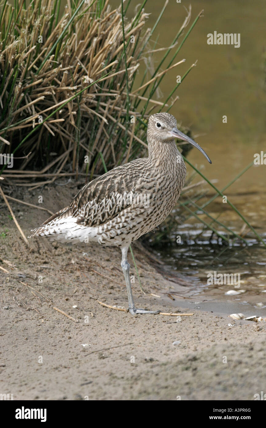 CURLEW NUMULUS ARQUATA STANDING SV Stock Photo - Alamy