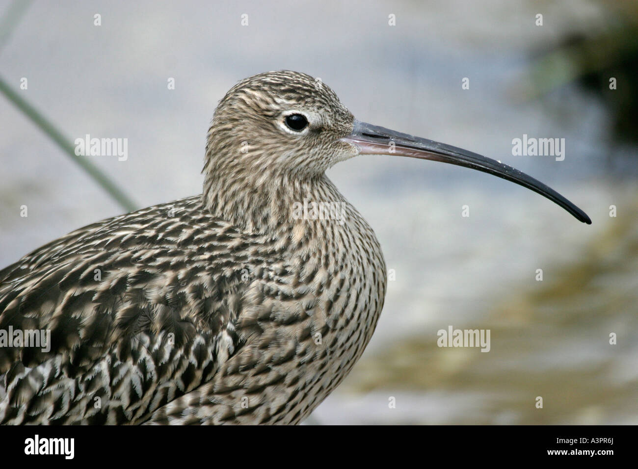 CURLEW NUMULUS ARQUATA STANDING CU SV Stock Photo - Alamy