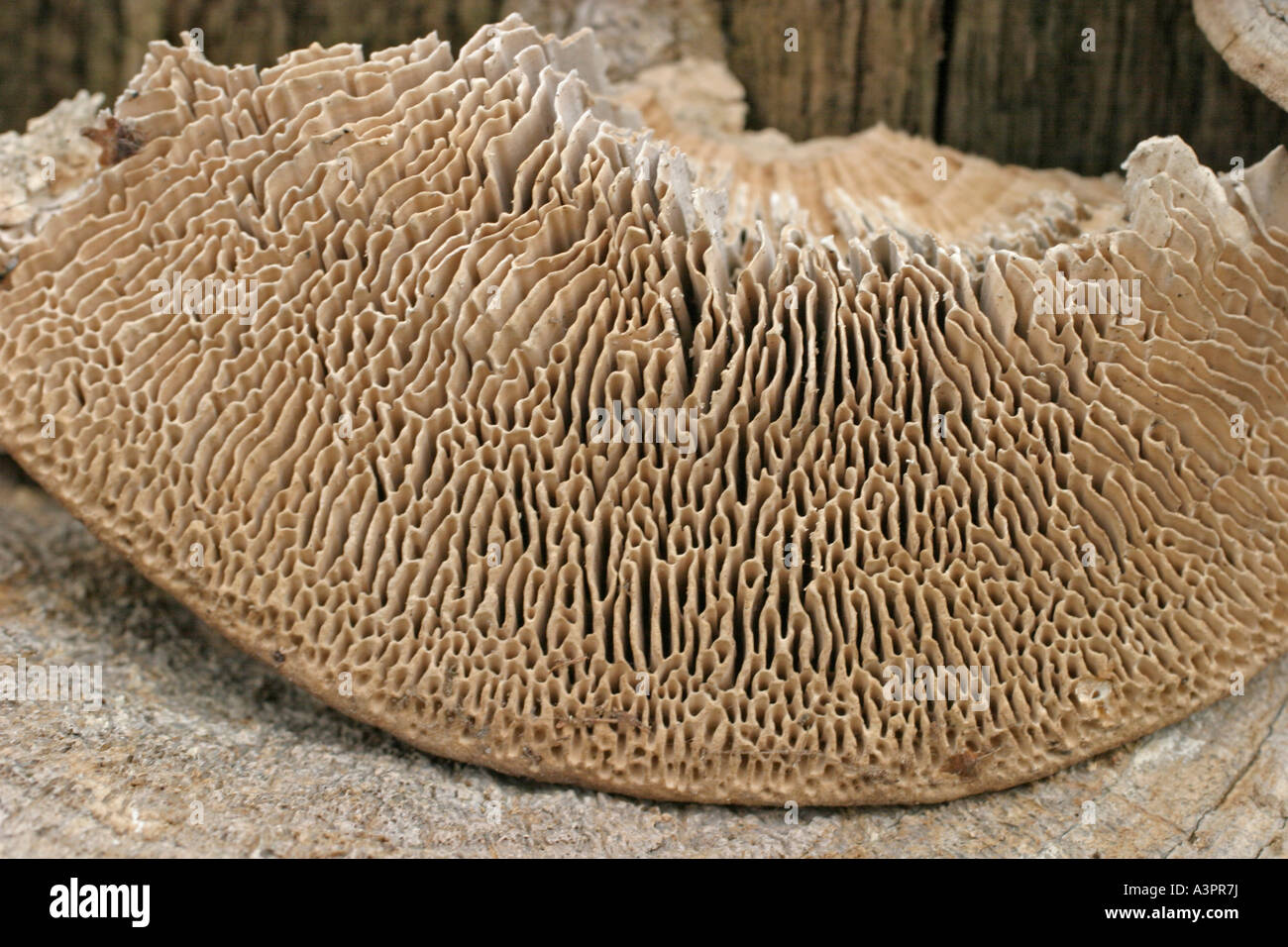 MAZEGILL FUNGUS DAEDALEA QUERCINA CLOSE UP OF UNDERSIDE Stock Photo - Alamy