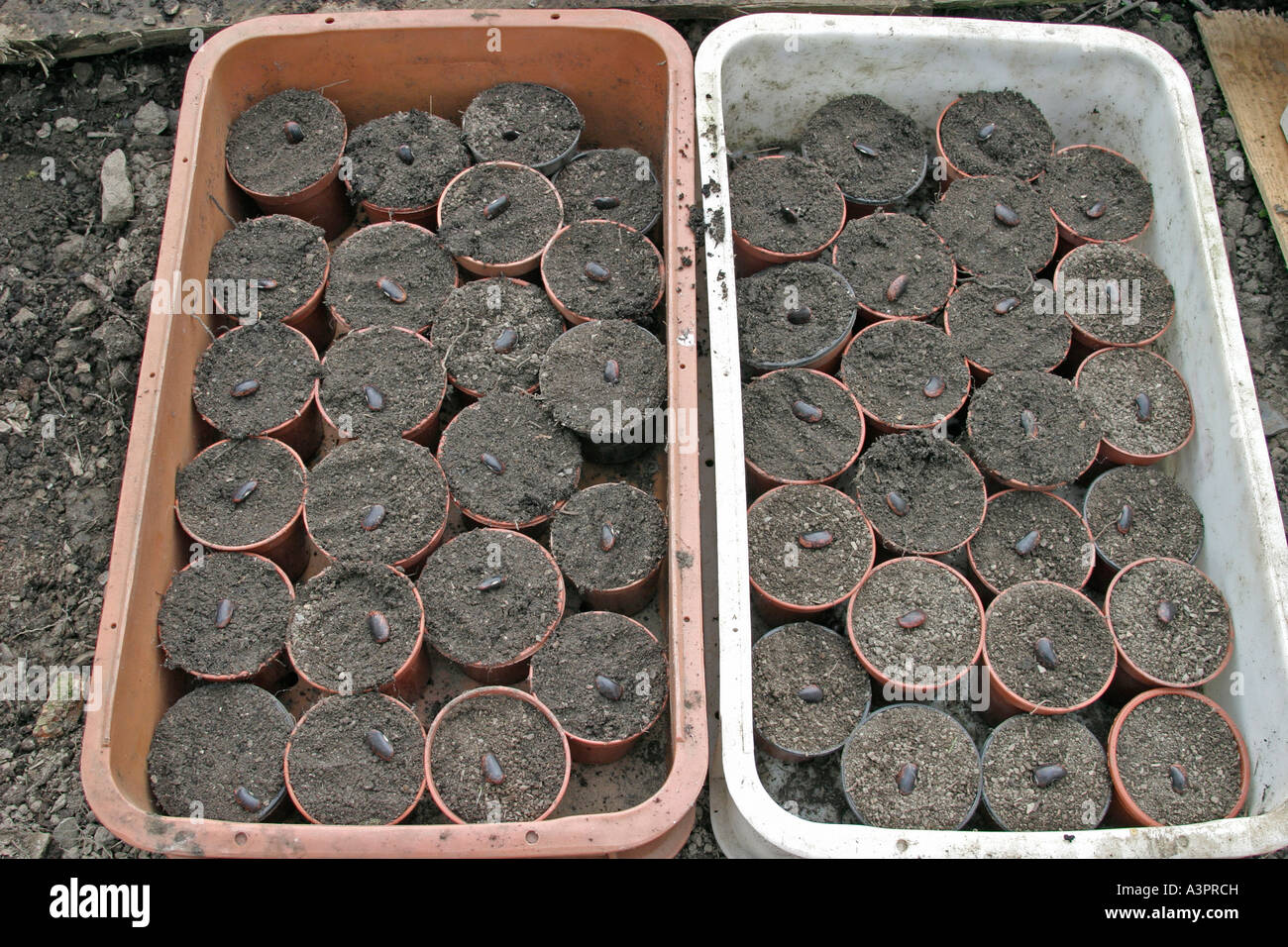 PLANTING RUNNER BEAN SEED STEP 2 PLACE ONE SEED IN EACH POT Stock Photo ...