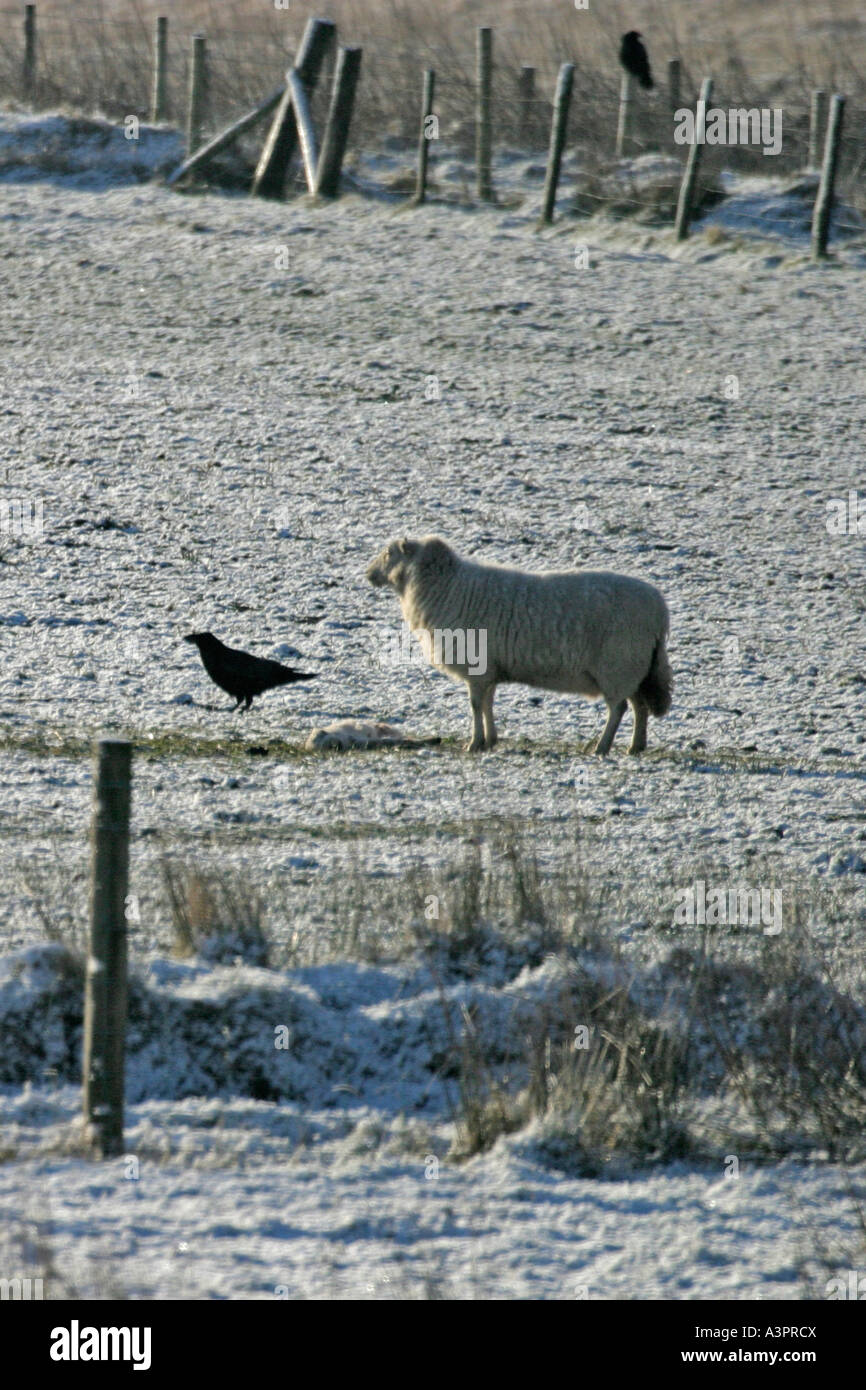 SHEEP GUARDS DEAD LAMB FROM RAVENS Stock Photo - Alamy