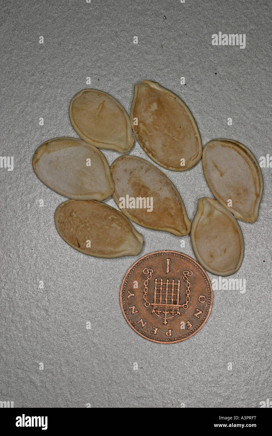Pumpkin seed cucurbita maxima hi-res stock photography and images - Alamy
