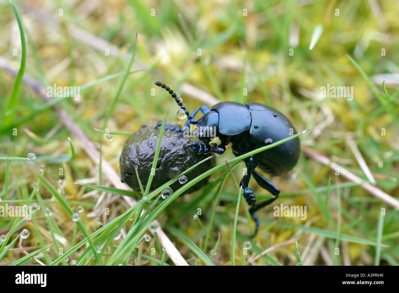 DOR BEETLE GEOTRUPES STERCORARIUS IN GRASS WITH DUNG PELLET SV Stock ...