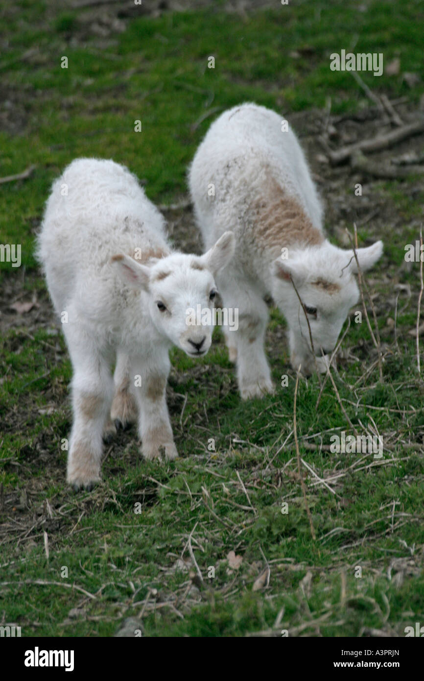 HILL SHEEP LAMBS FV CU Stock Photo - Alamy