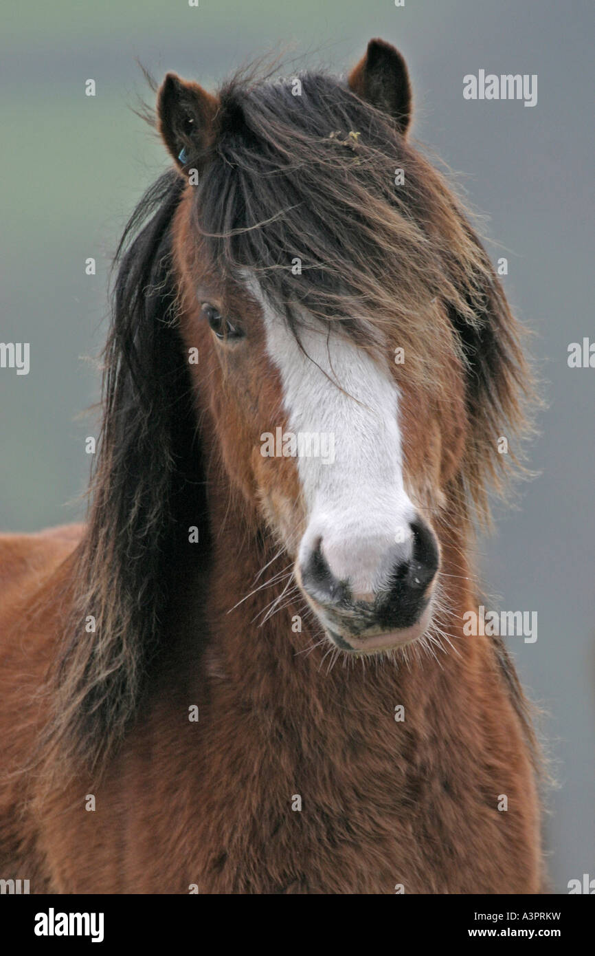 MOUNTAIN PONY FRONT VIEW CU POWYS Stock Photo - Alamy