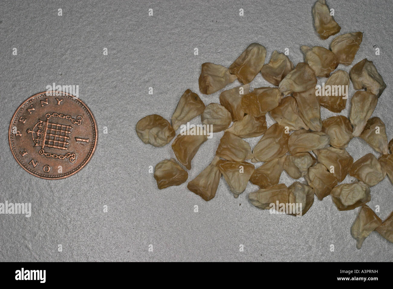 SWEETCORN ZEA MAYS CLOSE UP OF SEED Stock Photo - Alamy