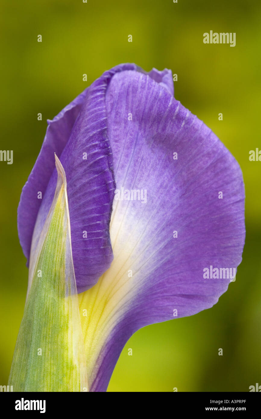 purple iris bud Stock Photo - Alamy