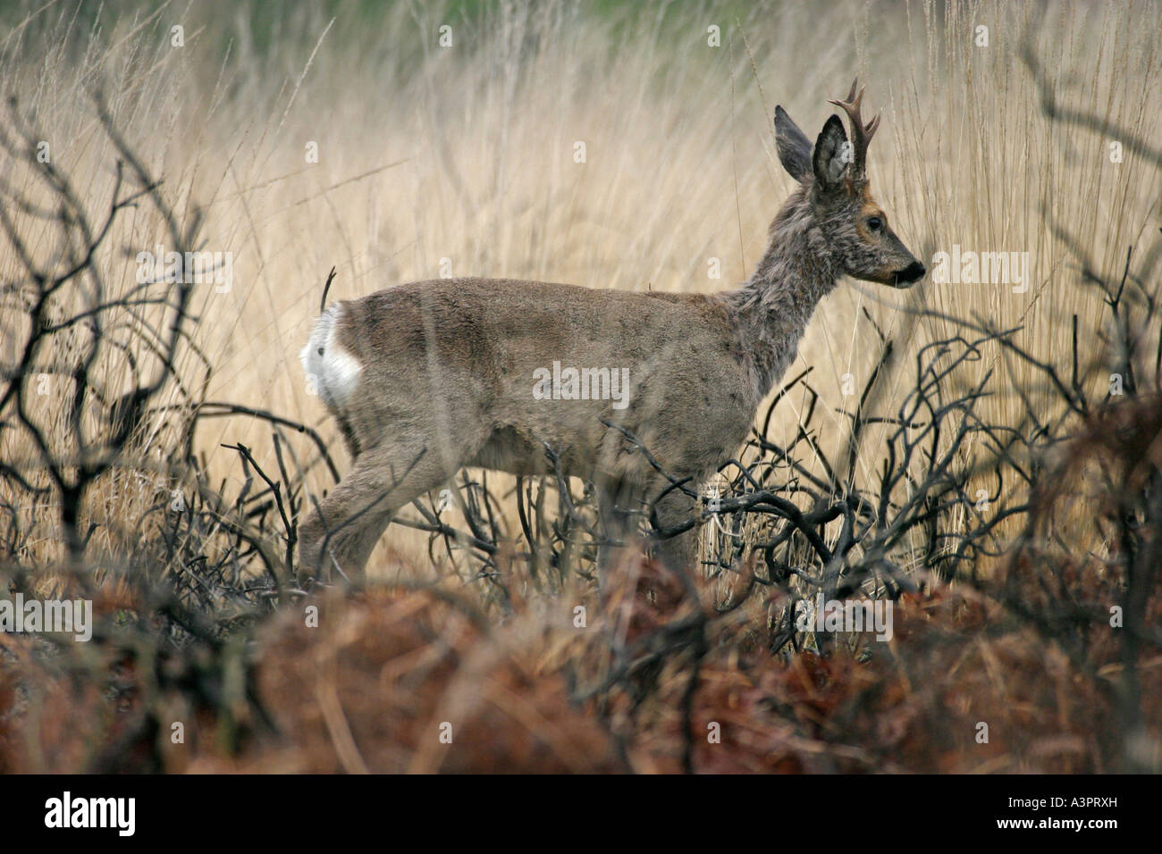 ROE DEER CAPREOLUS CAPREOLUS BUCK STANDING AMONGST BURNT SCRUB SIDE ...