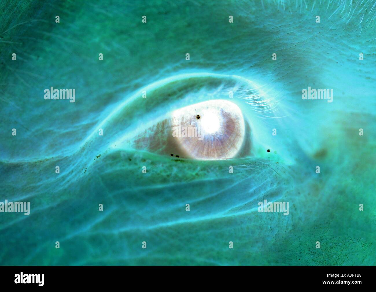 Face timing person hi-res stock photography and images - Alamy