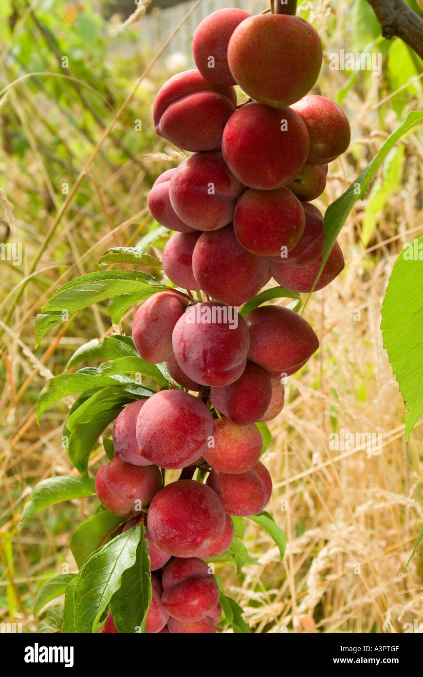 Santa rosa plums hi-res stock photography and images - Alamy